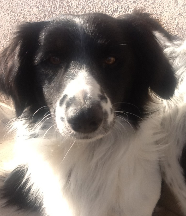 Rocky’s Prayer | Love and Will